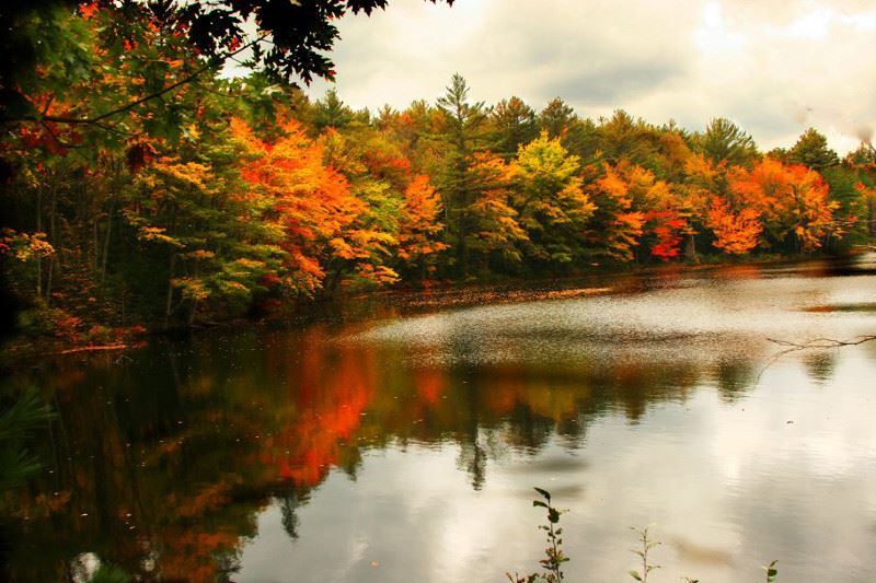 Locations Hub - Foliage, Bingham, Maine